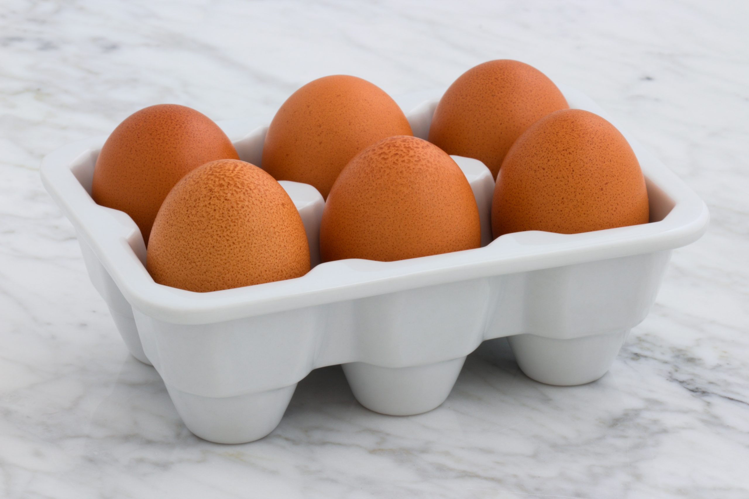 Egg Processing - Dynatec Systems Inc. : Dynatec Systems Inc.